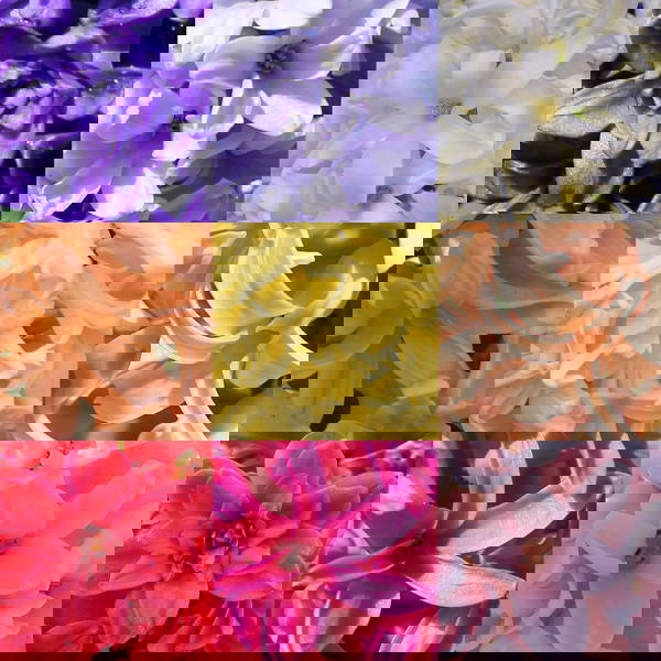 Hyazinthen: Botanik, Standort & Sorten