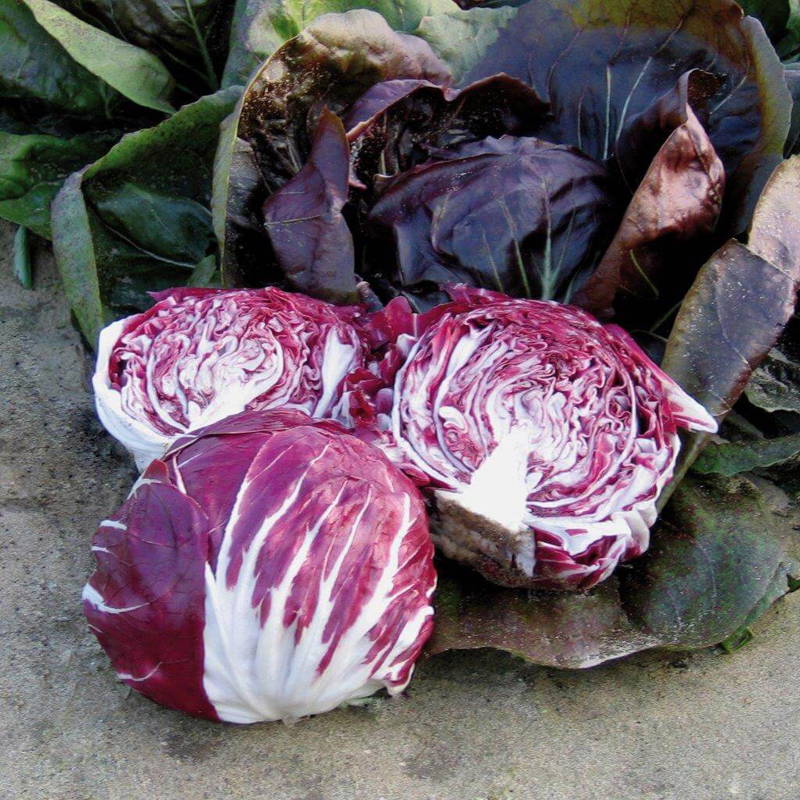 Radicchio: Anbau, Pflege, Ernte, Keimdauer & Sorten