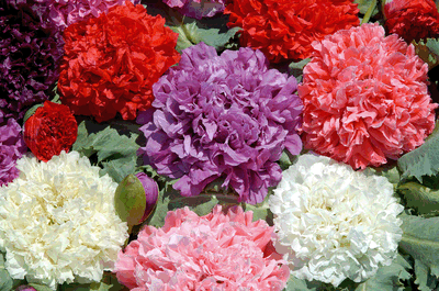 Mohn: Anbau, Pflege, Ernte, Keimdauer & Sorten