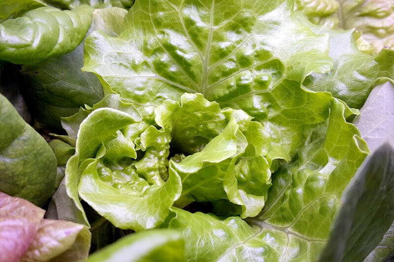 Radicchio: Anbau, Pflege, Ernte, Keimdauer & Sorten