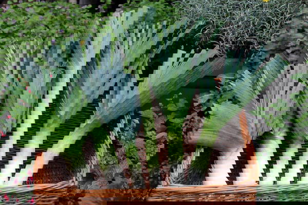 Porree: Anbau, Pflege, Ernte, Keimdauer & Sorten