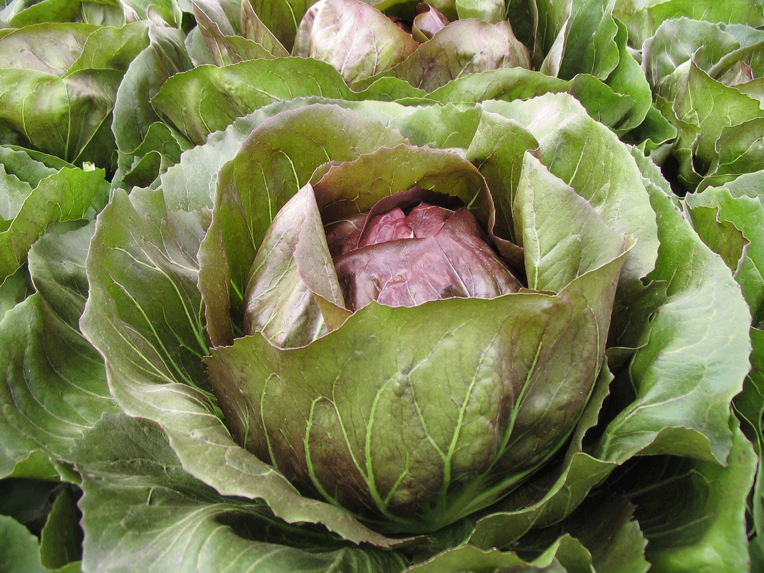 Radicchio: Anbau, Pflege, Ernte, Keimdauer & Sorten