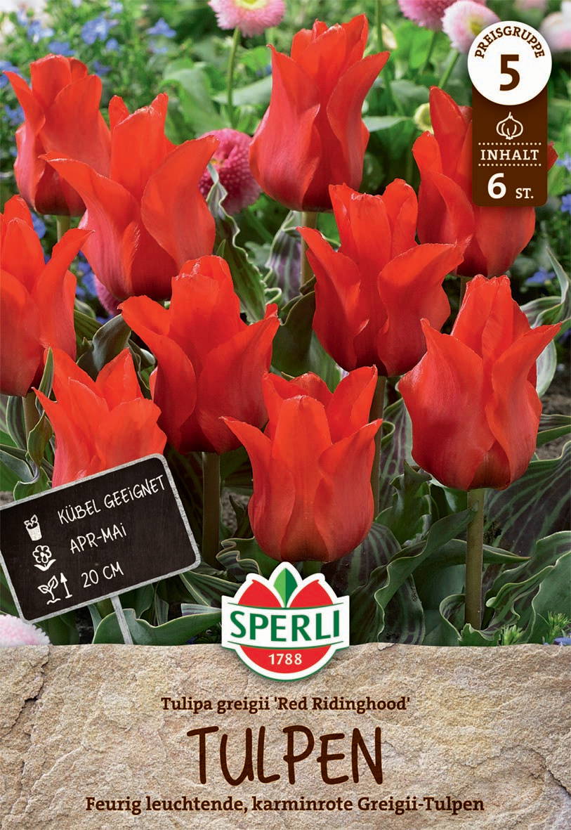 Greigii-Tulpe Rotkäppchen