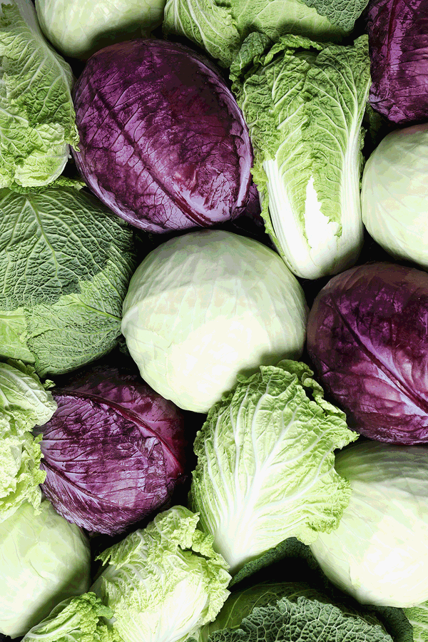 Kohl: Anbau, Pflege, Ernte, Keimdauer & Sorten